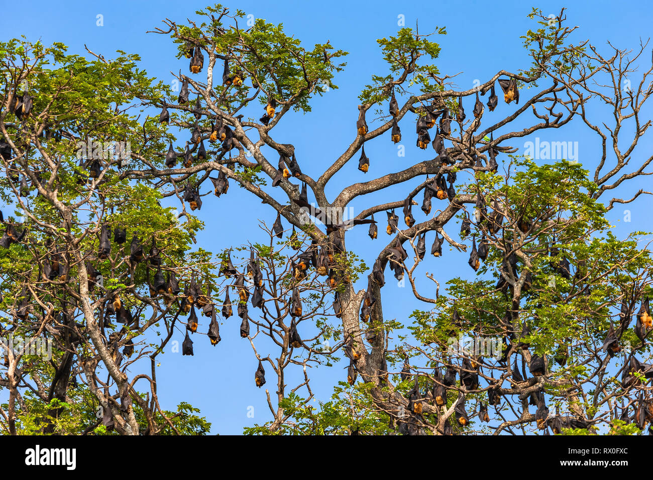 Fruit bat trees (Flying fox). Tissamaharama, Sri Lanka Stock Photo - Alamy