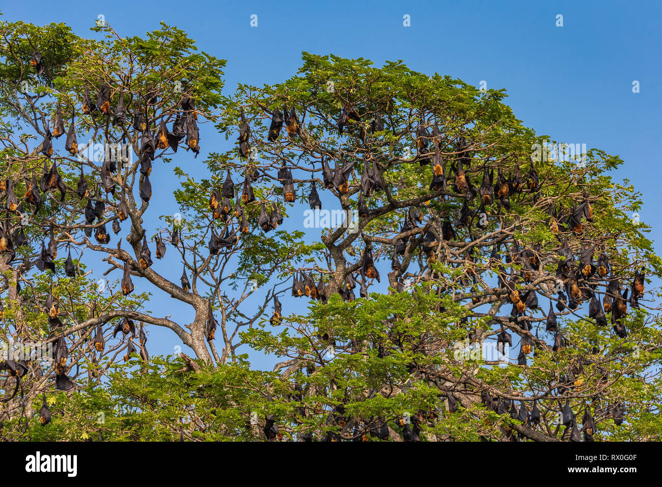 Fruit bat trees (Flying fox). Tissamaharama, Sri Lanka Stock Photo - Alamy