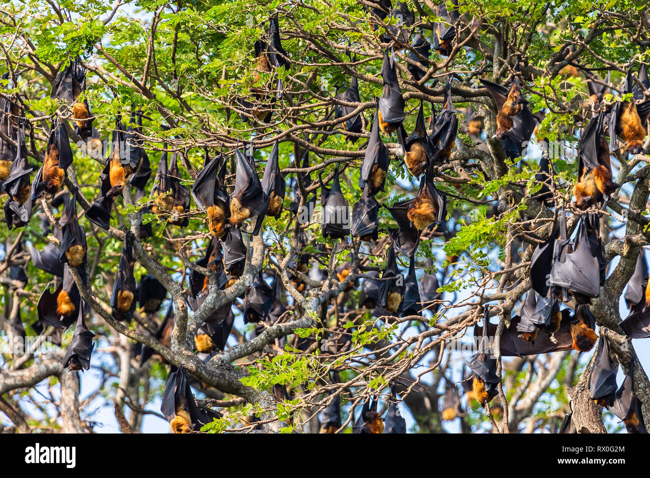 Fruit bat trees (Flying fox). Tissamaharama, Sri Lanka Stock Photo - Alamy