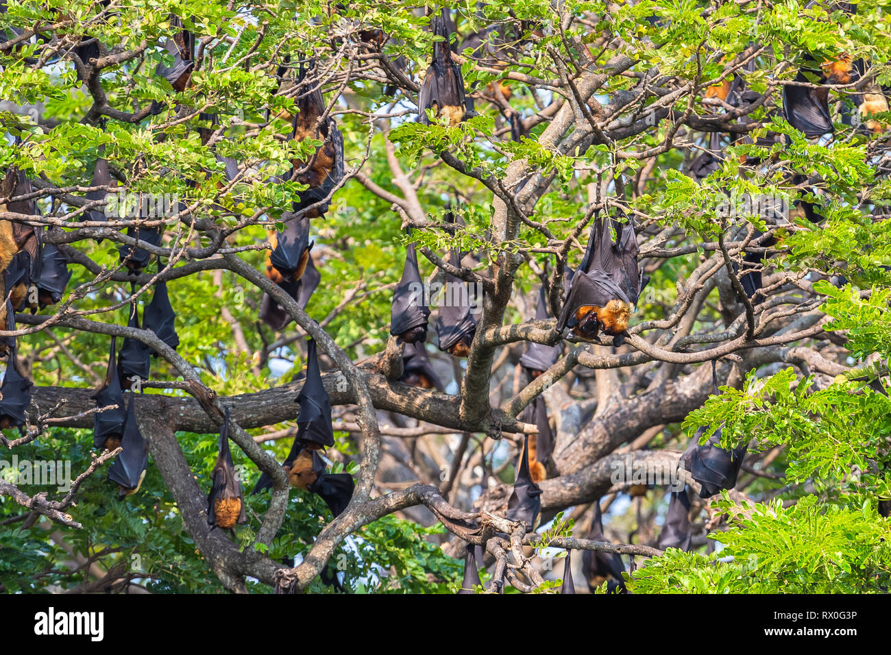 Fruit bat trees (Flying fox). Tissamaharama, Sri Lanka Stock Photo - Alamy