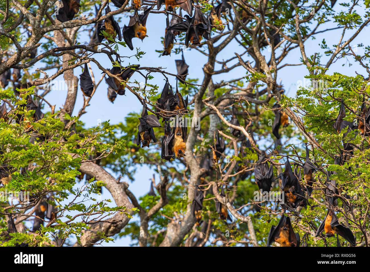 Fruit bat trees (Flying fox). Tissamaharama, Sri Lanka Stock Photo - Alamy