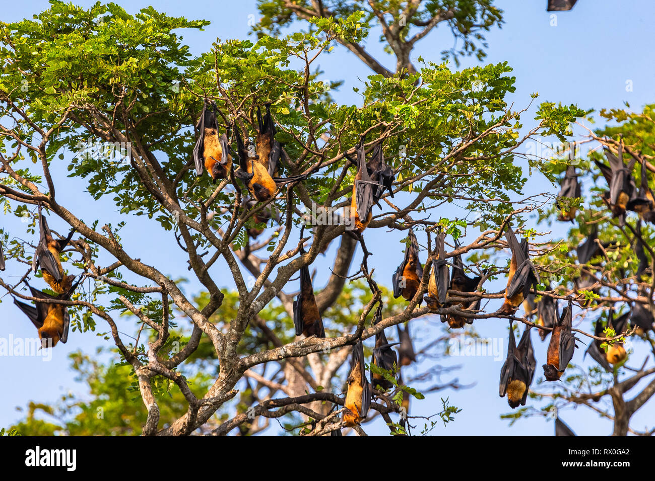 Fruit bat trees (Flying fox). Tissamaharama, Sri Lanka Stock Photo - Alamy