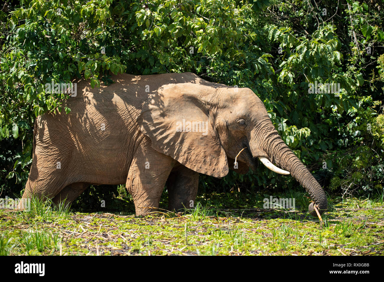 African elephant on the bank of the Nile River, Loxodonta africana ...