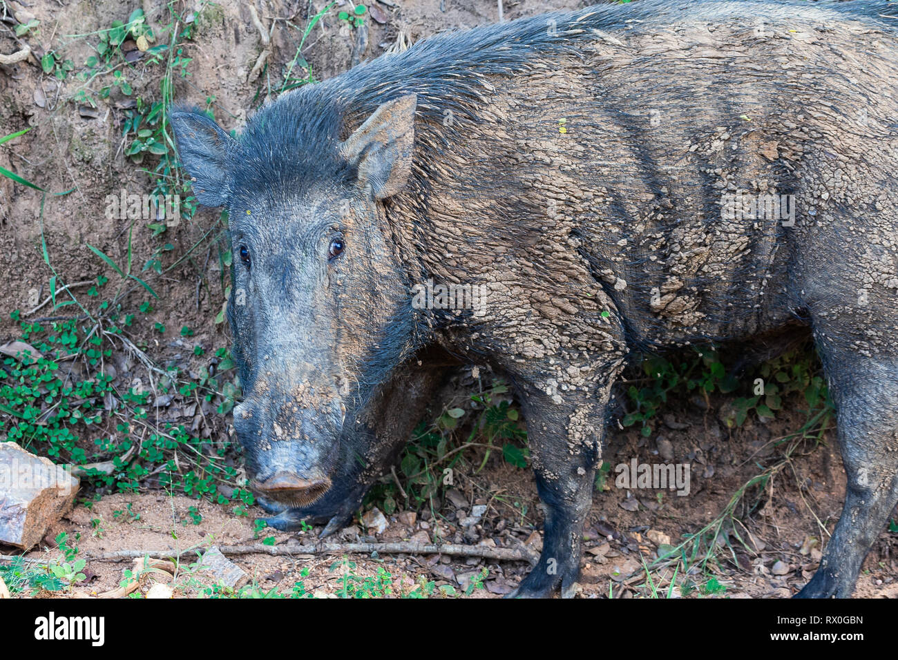 Indian wild pig hi-res stock photography and images - Alamy