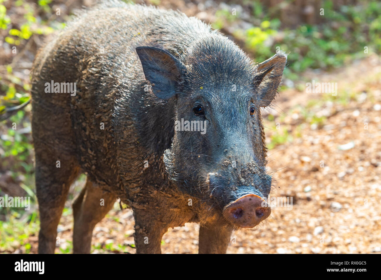 Asian wild boar hi-res stock photography and images - Alamy