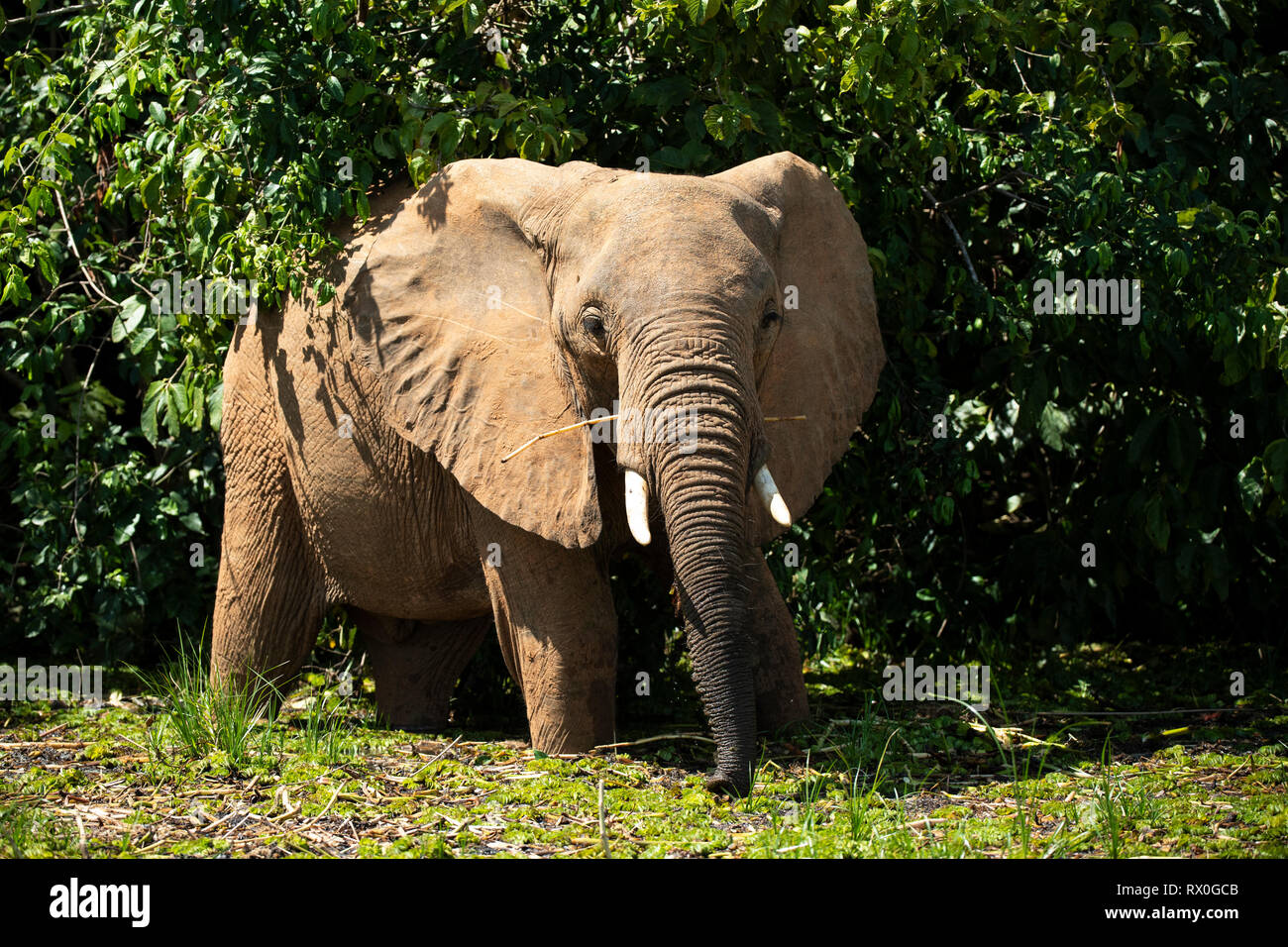 African elephant on the bank of the Nile River, Loxodonta africana ...