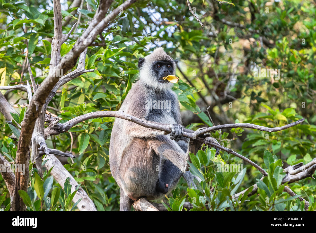 Purple faced langur. Yala National Park. Sri Lanka Stock Photo - Alamy