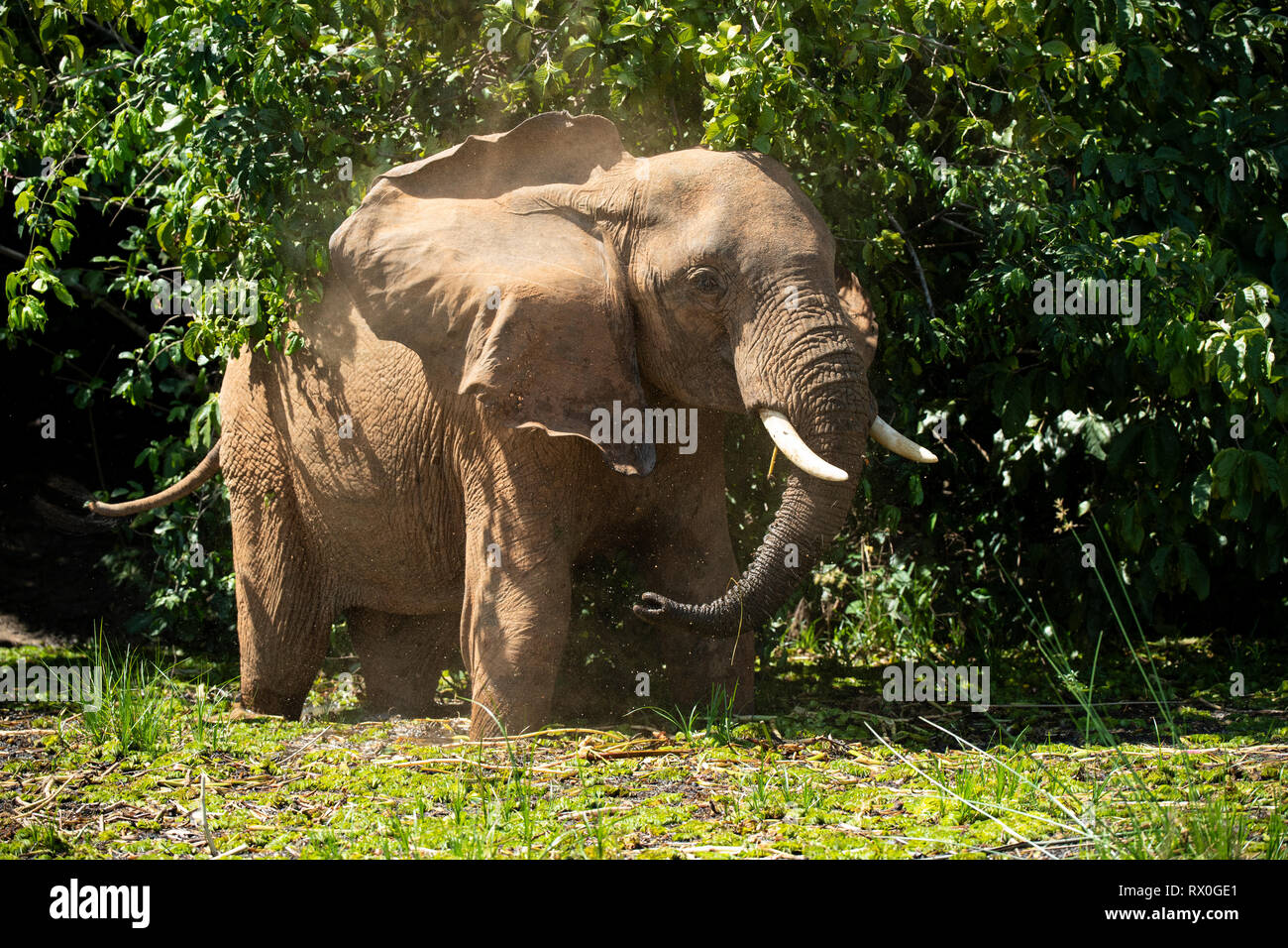 African elephant on the bank of the Nile River, Loxodonta africana ...