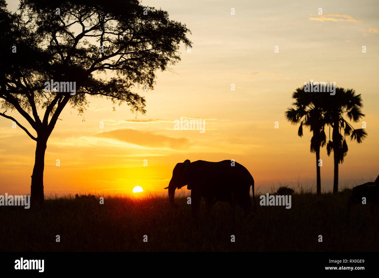 African elephant at sunset hi-res stock photography and images - Alamy