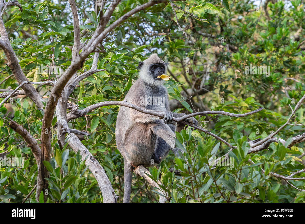 Purple faced langur. Yala National Park. Sri Lanka Stock Photo - Alamy