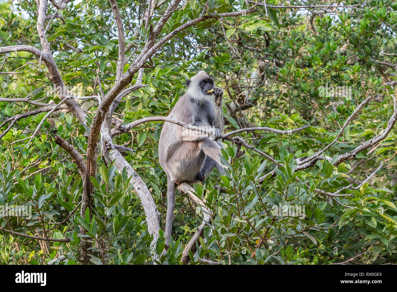 Purple faced langur. Yala National Park. Sri Lanka Stock Photo - Alamy