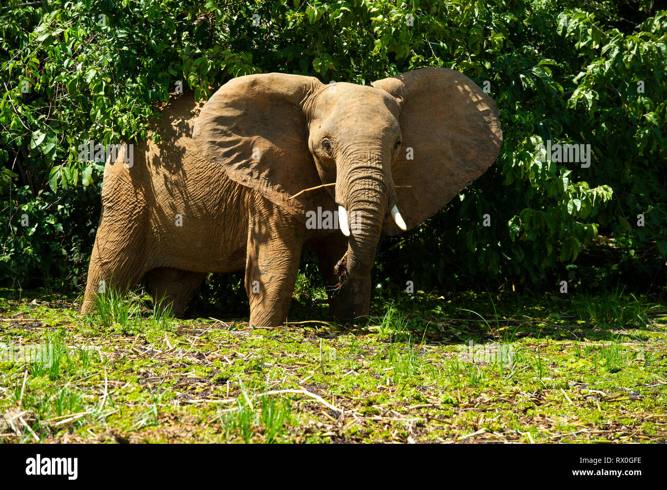 African elephant on the bank of the Nile River, Loxodonta africana ...