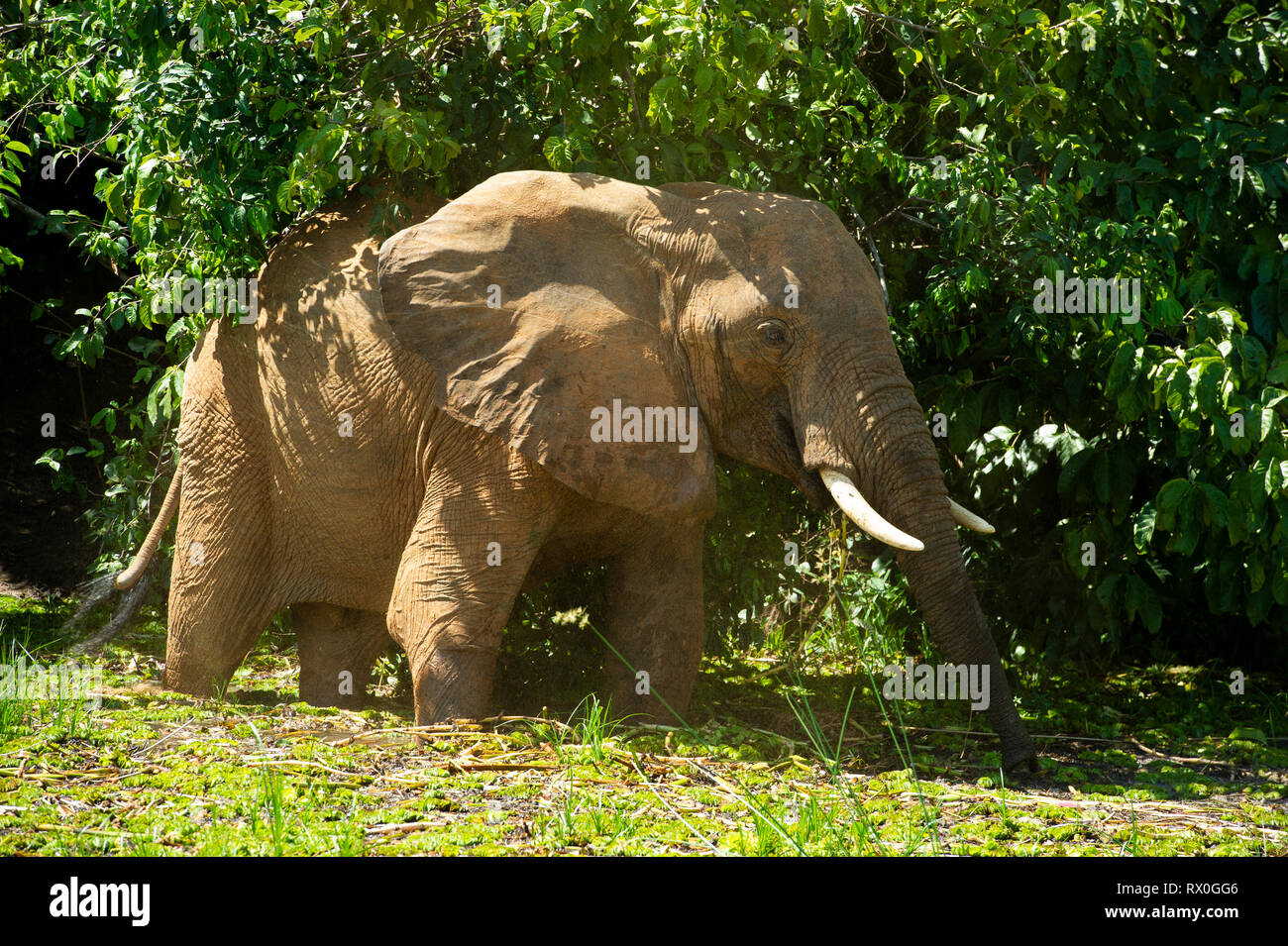 African elephant on the bank of the Nile River, Loxodonta africana ...