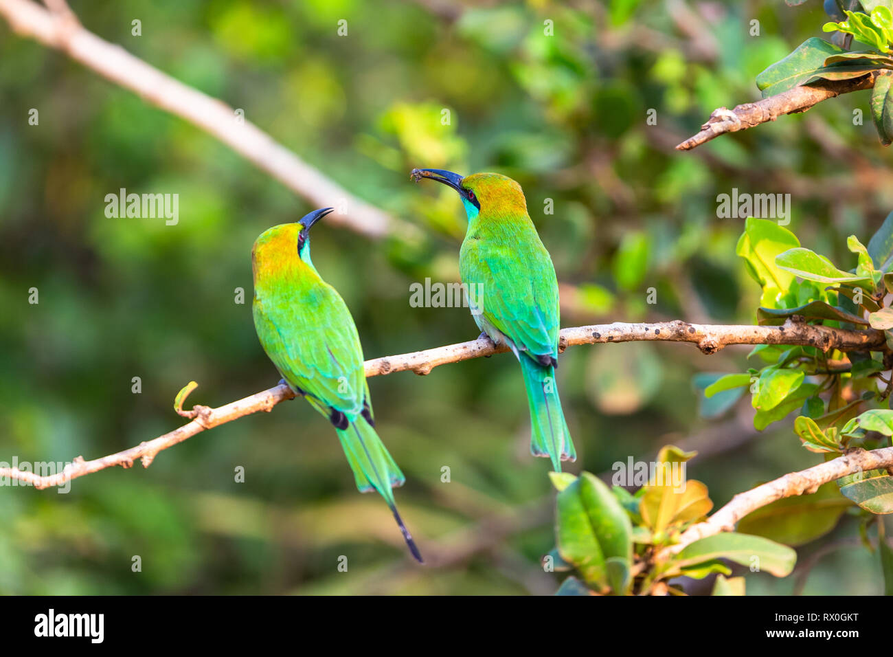 Green Bee Eaters Stock Photos & Green Bee Eaters Stock Images - Alamy