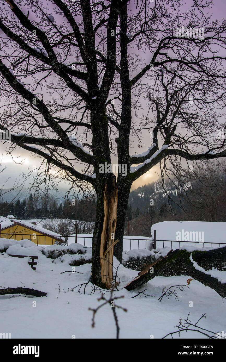 Broken fallen snow covered tree in winter, single tree, snow blizard ...