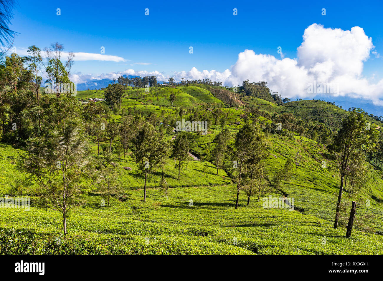 Tea plantation near Haputale. Sri Lanka Stock Photo - Alamy