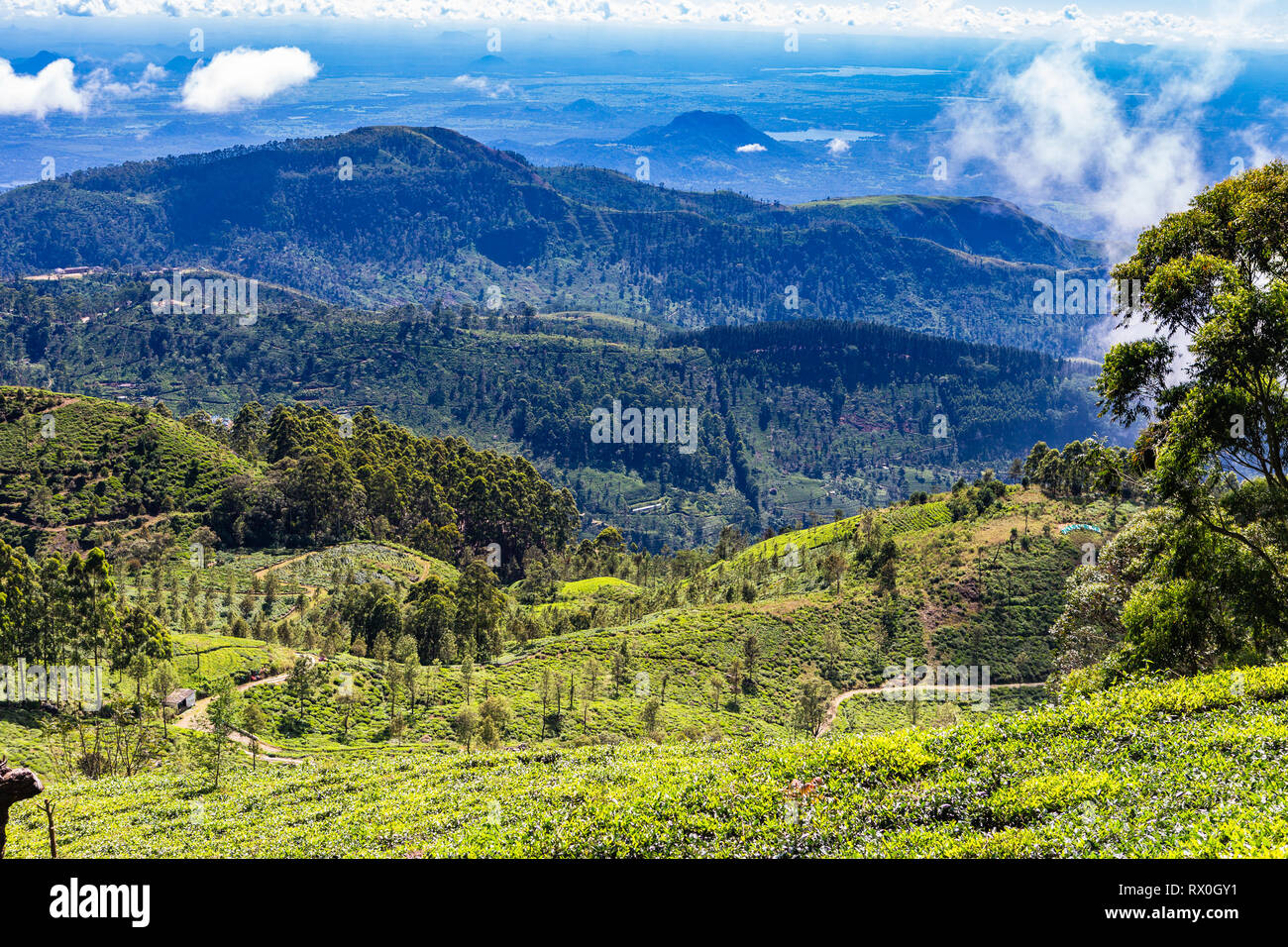 Sri lanka tea haputale hi-res stock photography and images - Alamy