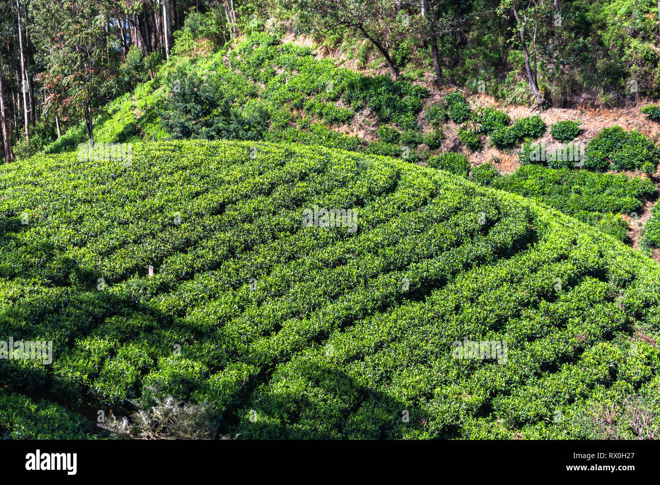 Tea plantation near Haputale. Sri Lanka Stock Photo - Alamy
