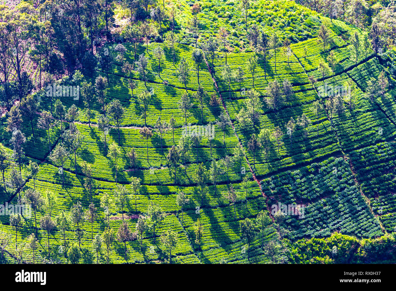 Tea plantation near Haputale. Sri Lanka Stock Photo - Alamy