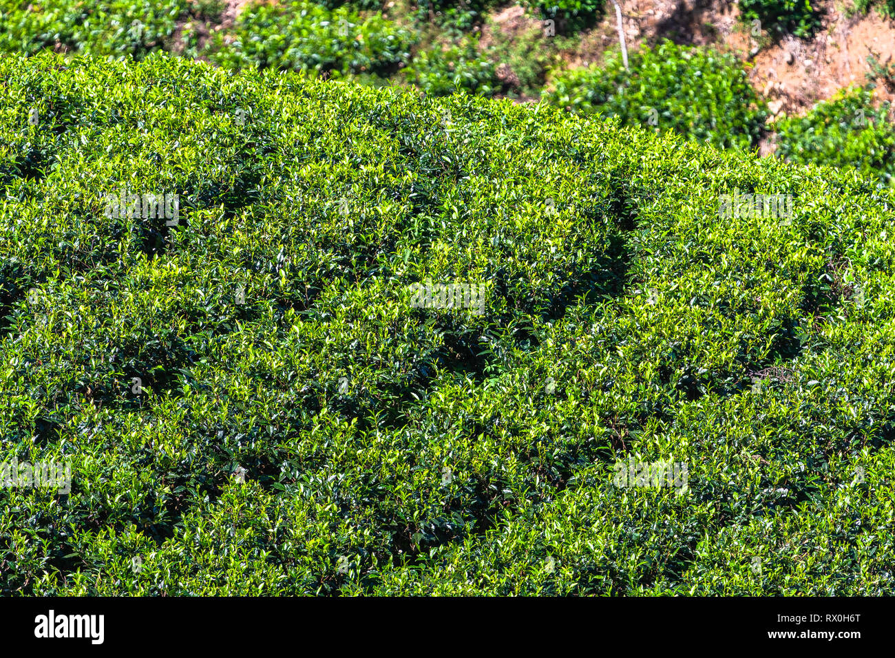 Tea plantation near Haputale. Sri Lanka Stock Photo - Alamy