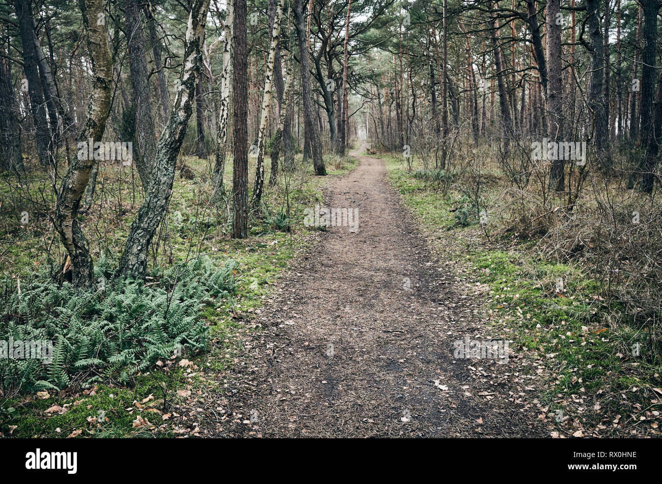 Forest path view hi-res stock photography and images - Alamy