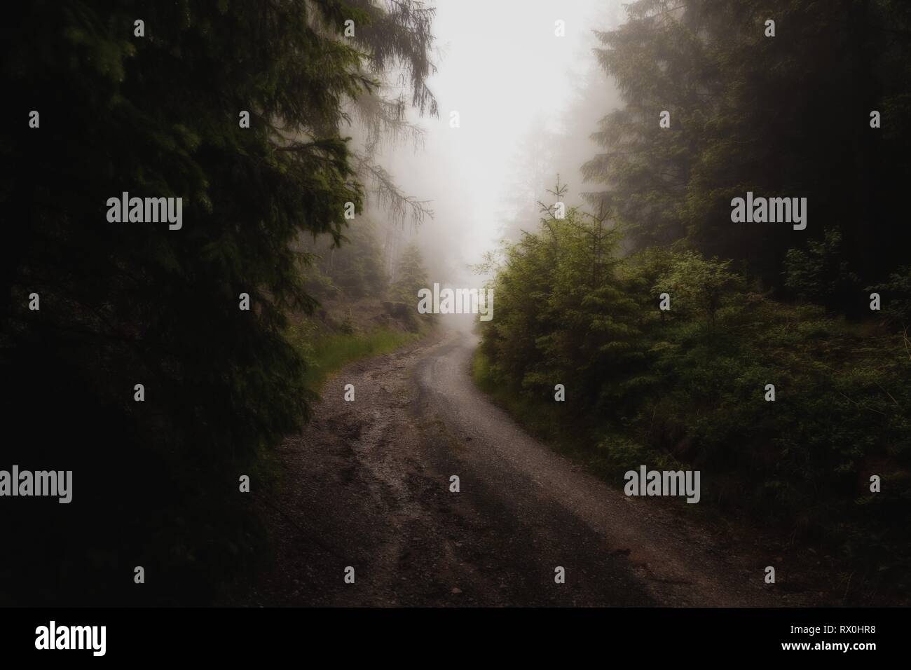 Path In the Forest with mist in the background Stock Photo - Alamy