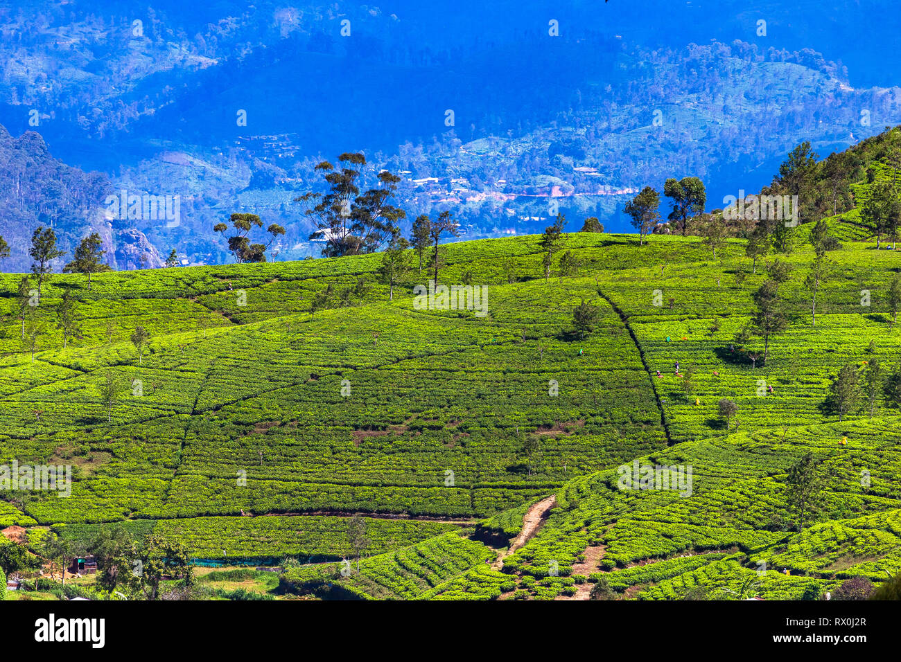 Tea plantation near Haputale. Sri Lanka Stock Photo - Alamy