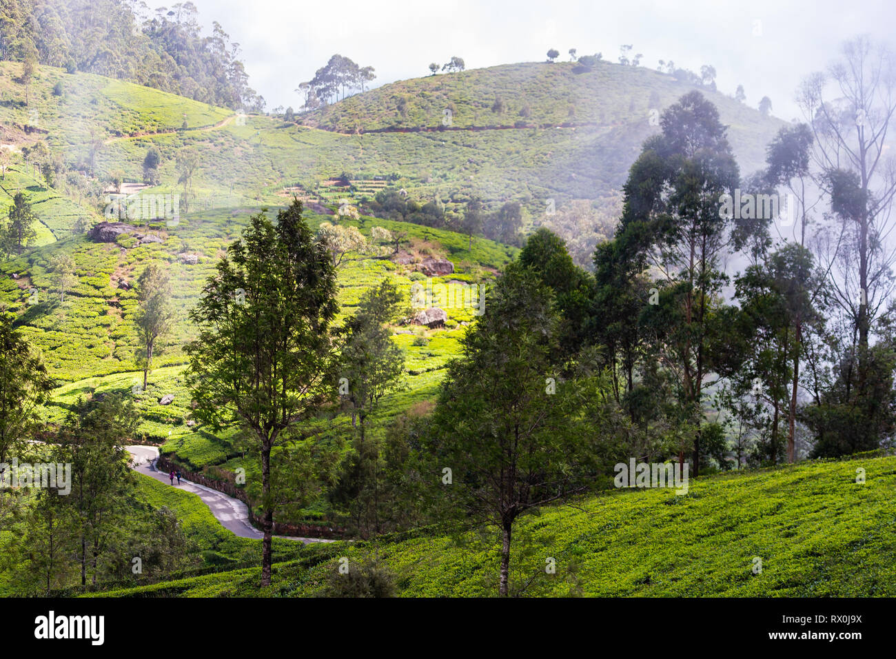 Tea plantation near Haputale. Sri Lanka Stock Photo - Alamy