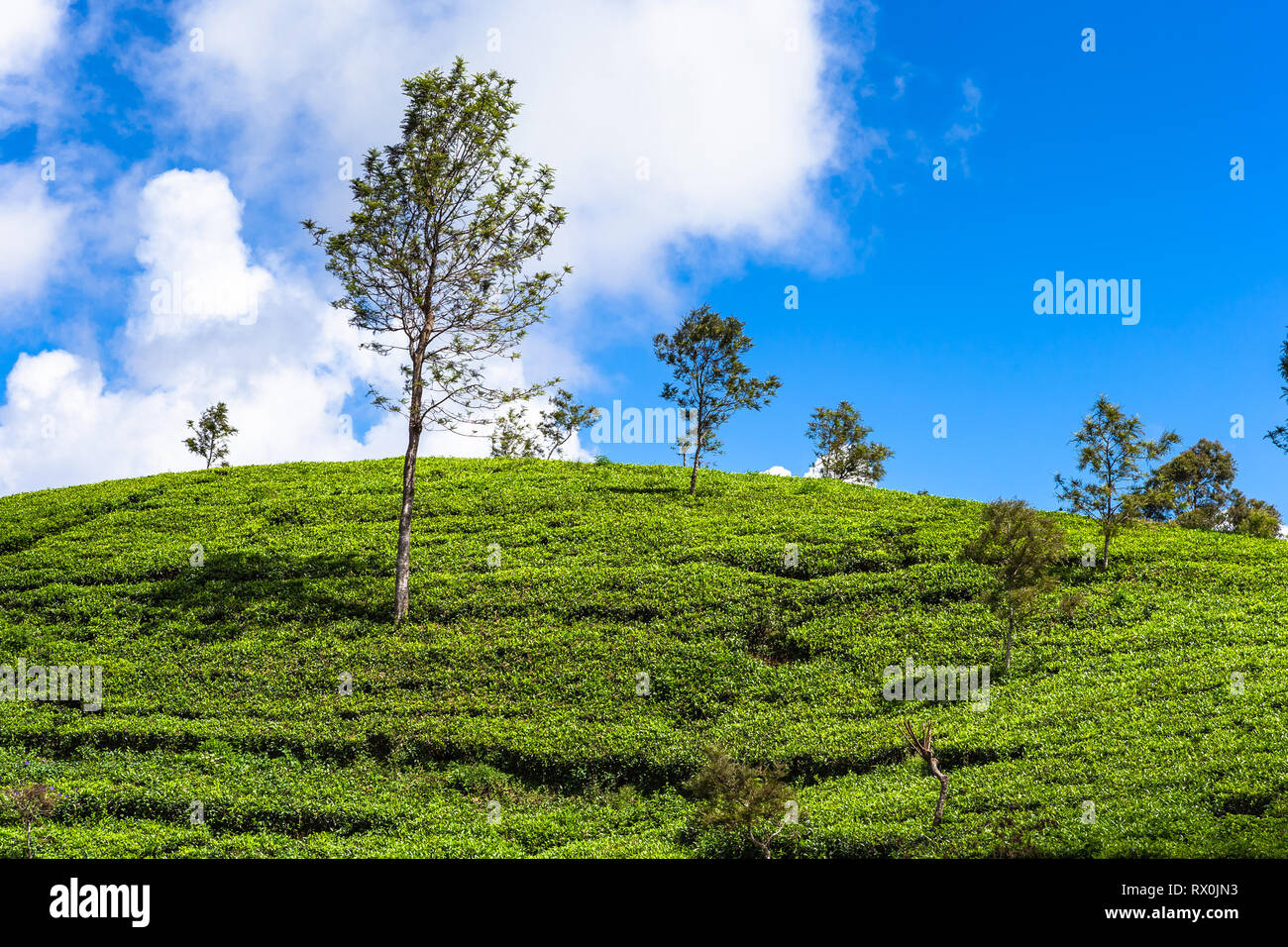 Tea Plantation Sri Lanka High Resolution Stock Photography and Images ...