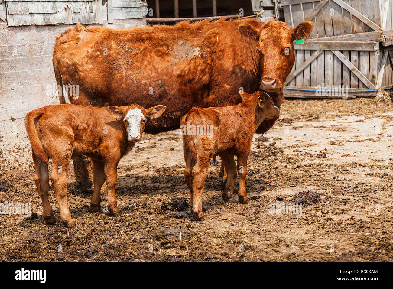 Limousin cow with her two mixed breed calves Stock Photo - Alamy