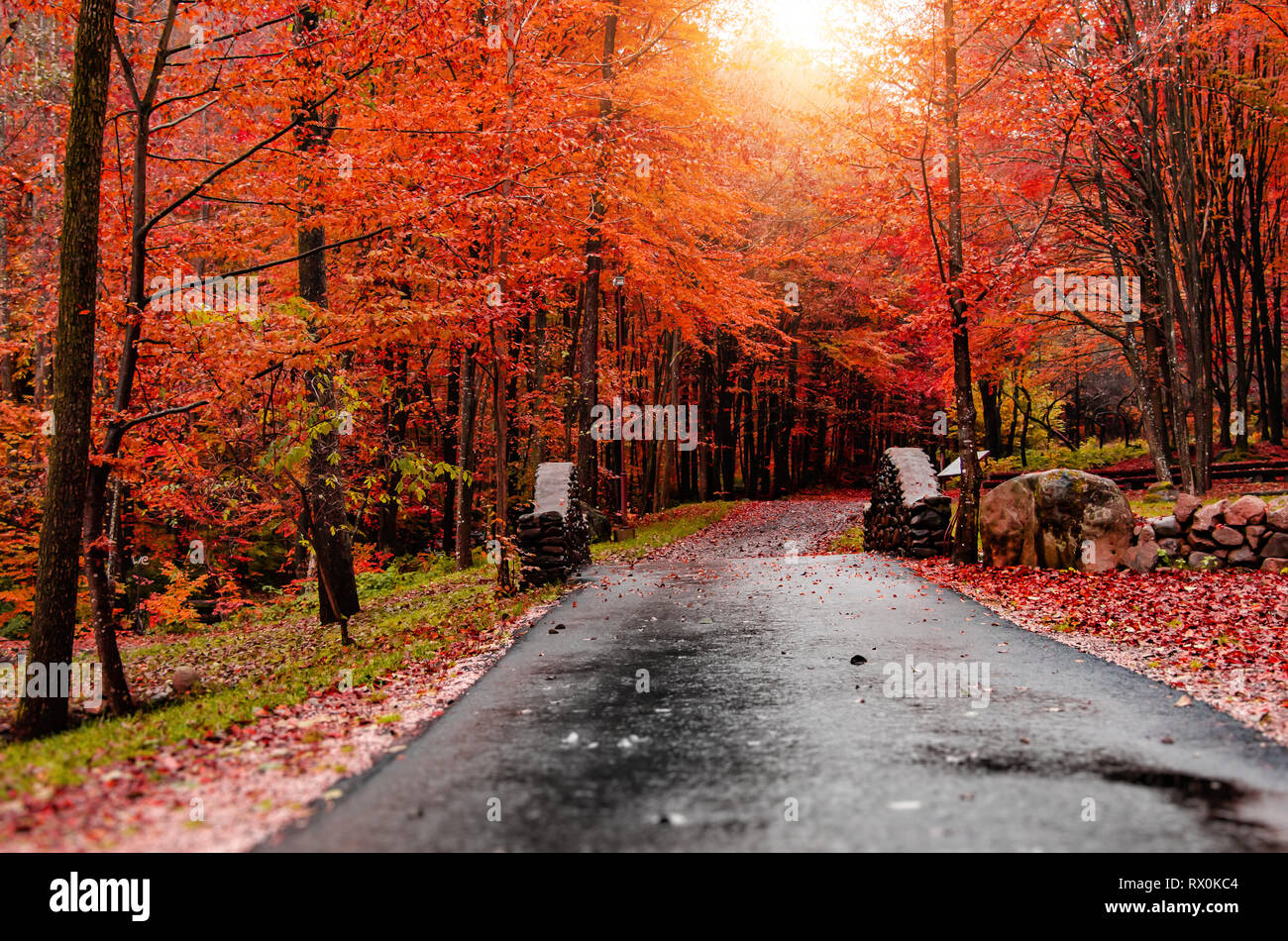 Autumn Tumblr Photography