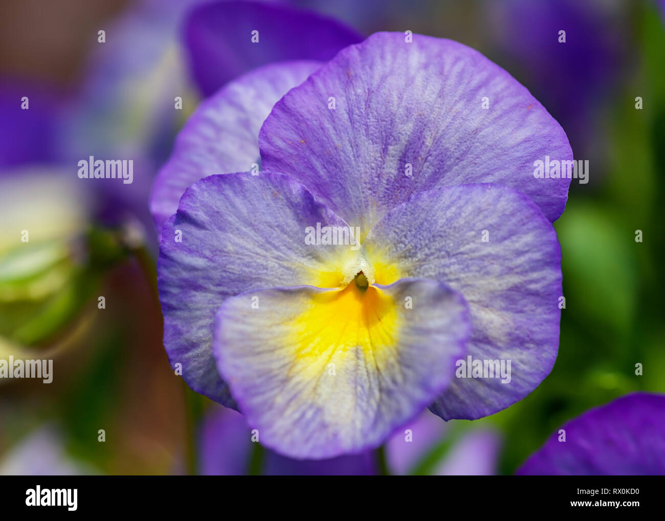 Beautiful pansy flowering in the summer garden Stock Photo - Alamy