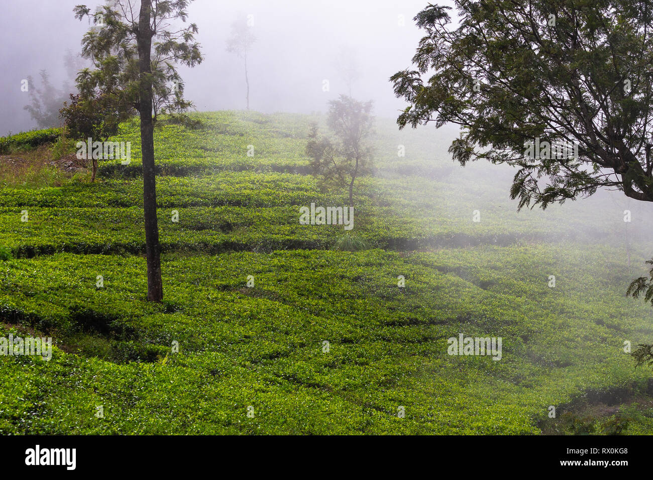 Tea plantation near Haputale. Sri Lanka Stock Photo - Alamy