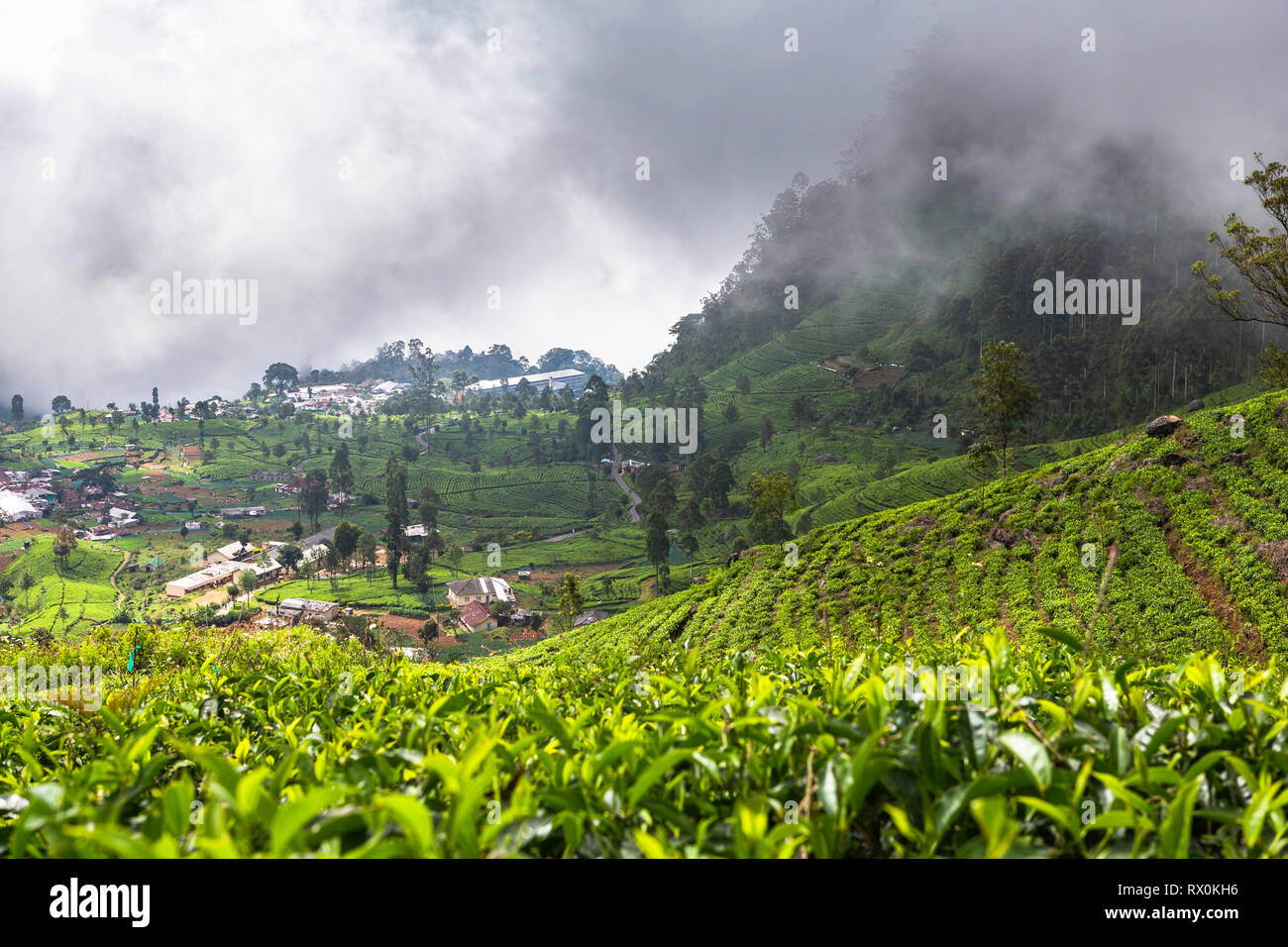 Tea plantation near Haputale. Sri Lanka Stock Photo - Alamy