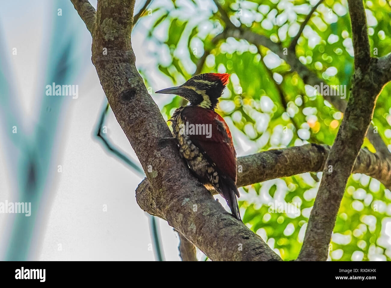 Red backed woodpecker. Sri Lanka Stock Photo - Alamy