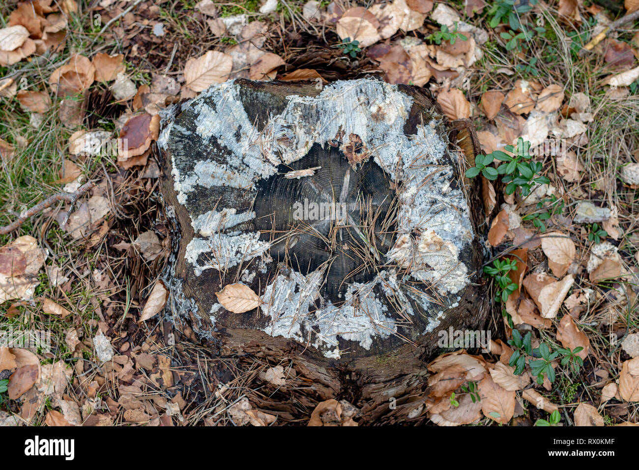 Mold on the trunk of a tree. Place of cutting a tree in a coniferous ...