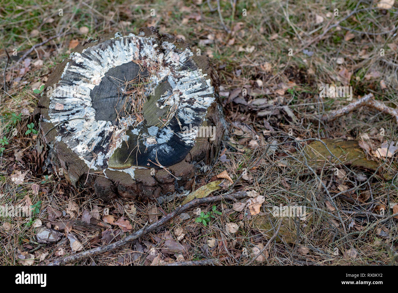 Mold on the trunk of a tree. Place of cutting a tree in a coniferous ...