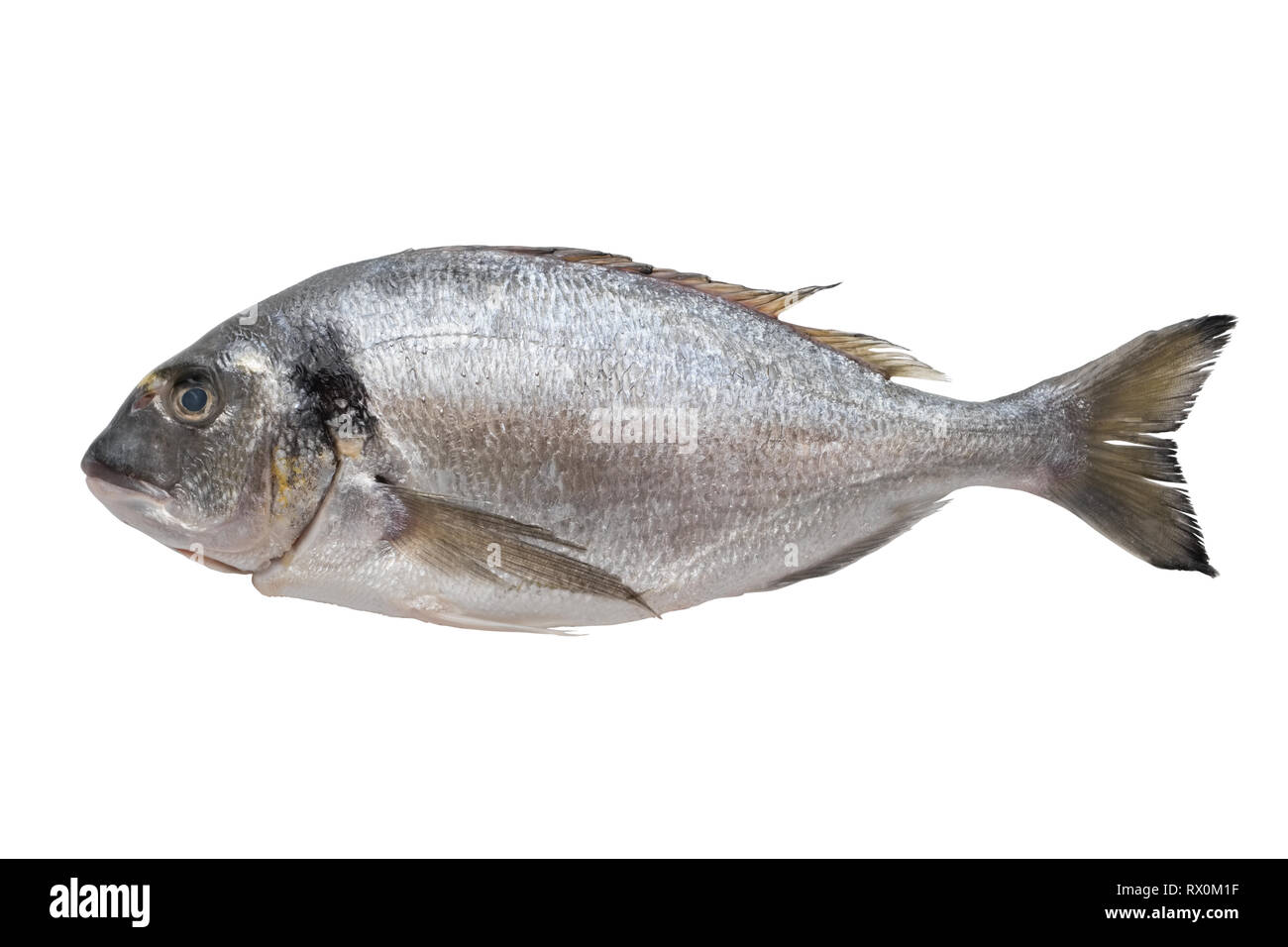 Fresh dorado fish. Top view, isolated on white Stock Photo - Alamy