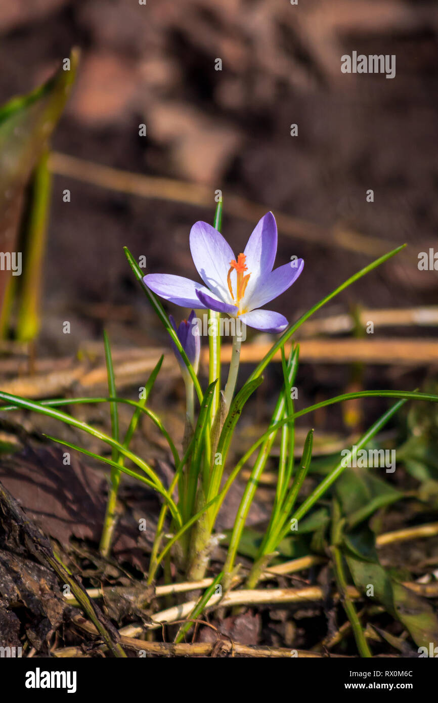 The first spring flowers. A flower blooms. New life. Spring came ...