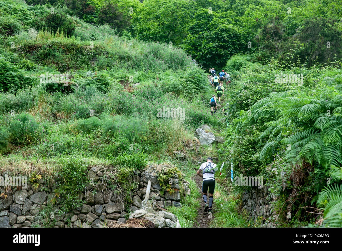 adult trail runners in the woods Stock Photo - Alamy