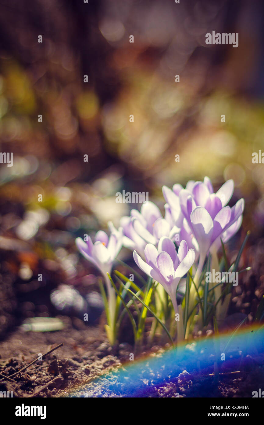 The first spring flowers. A flower blooms. New life. Spring came ...