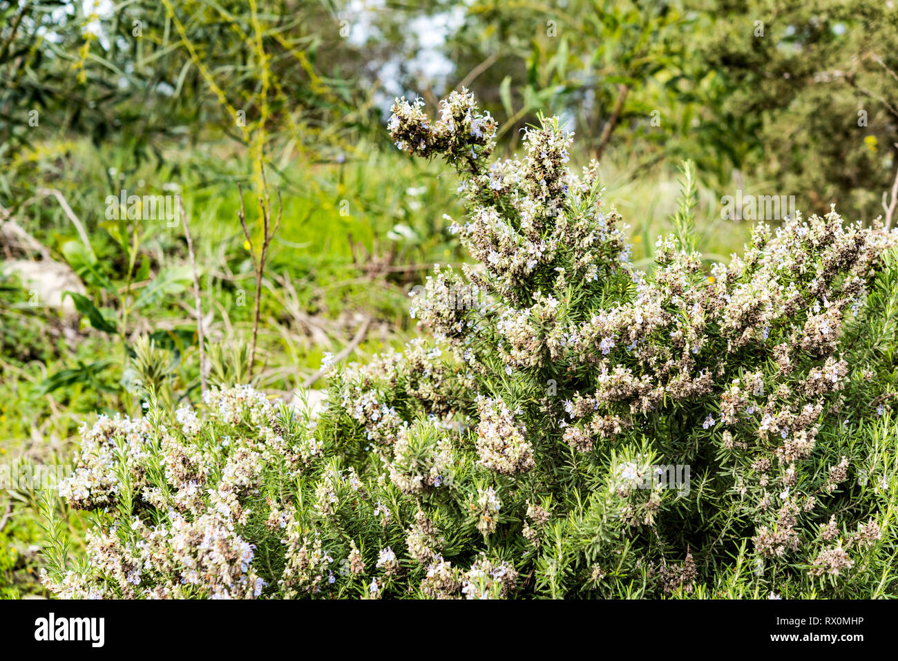 Morning dew forest wild herbs plants and grass Stock Photo - Alamy