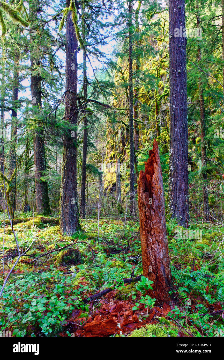 Mossy understory trees in hi-res stock photography and images - Alamy