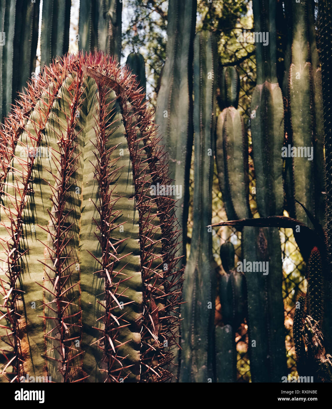 Xerophytes Stock Photos & Xerophytes Stock Images - Alamy