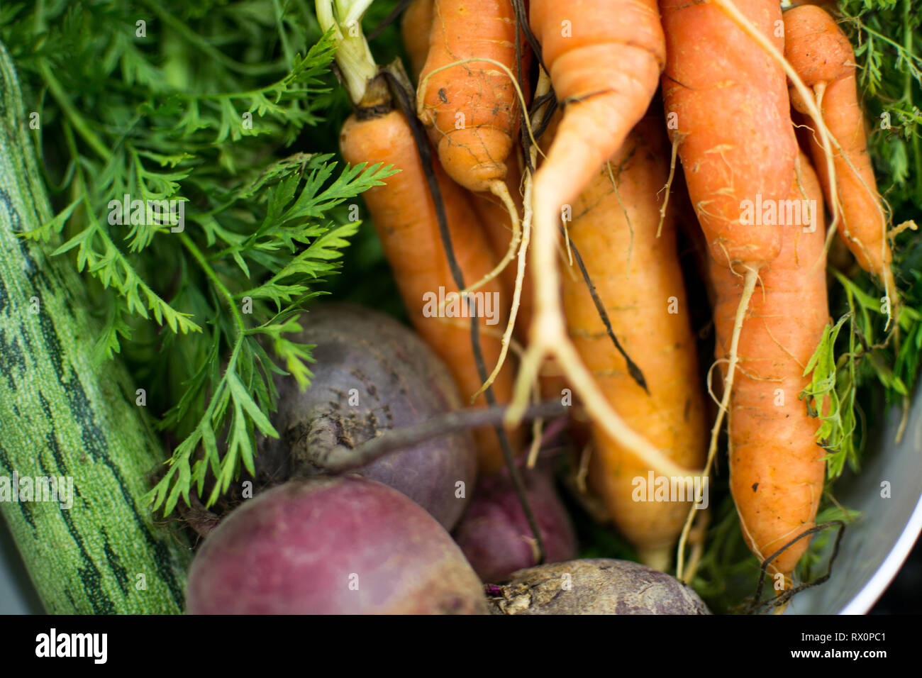 cocoa amazonian nut Stock Photo - Alamy