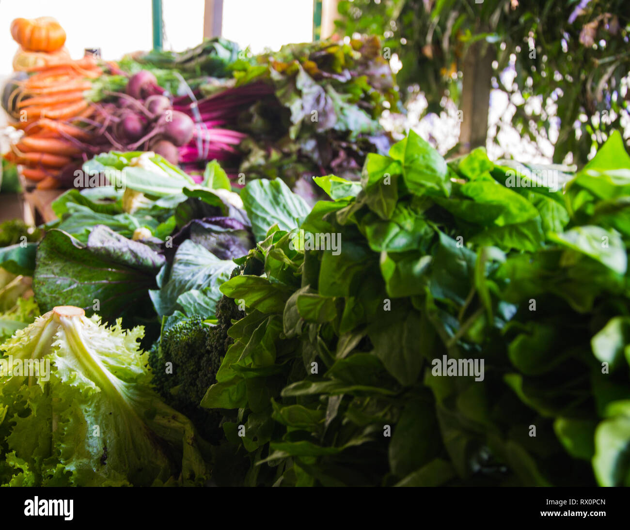 cocoa amazonian nut Stock Photo - Alamy