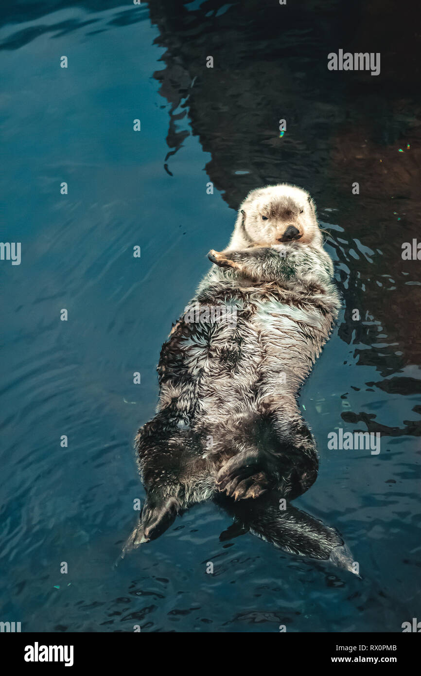 A sea Otter floating on his back Stock Photo - Alamy