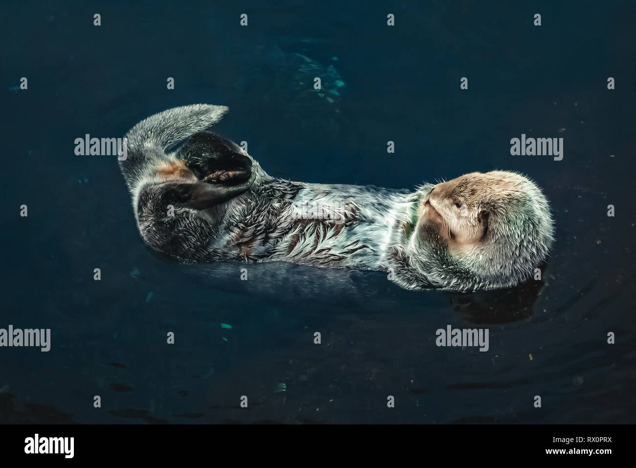 A sea Otter floating on his back Stock Photo - Alamy