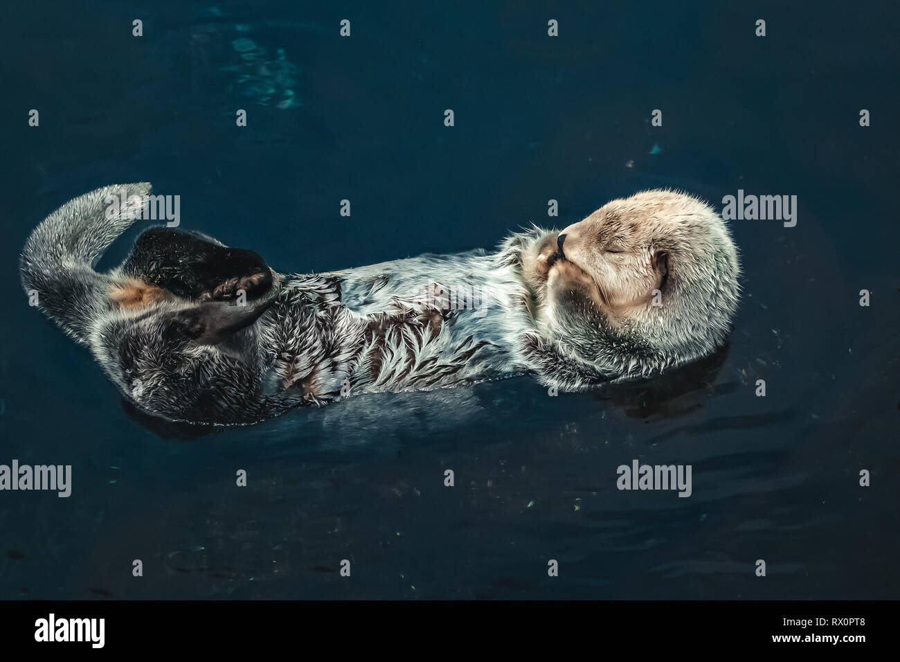 A sea Otter floating on his back Stock Photo - Alamy