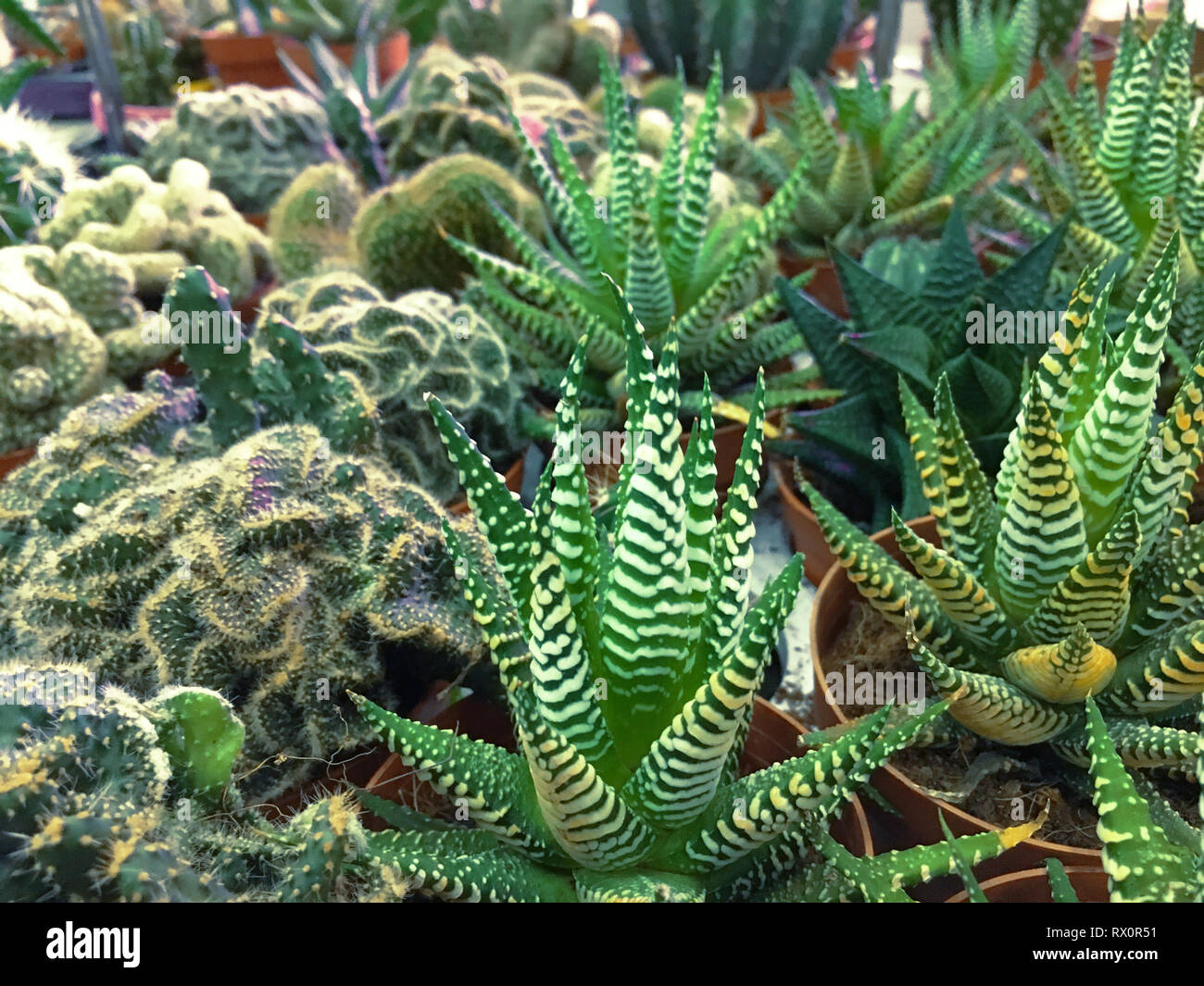 Rectangular arrangement of succulents, cactus succulents in a planter ...